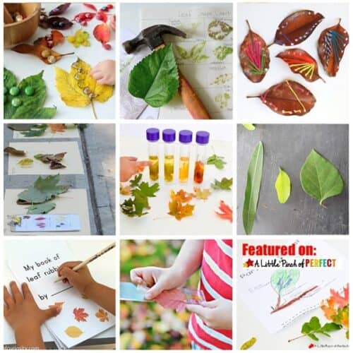 10 Fascinating Fall Leaf Activities for Kids - A Little Pinch of Perfect
