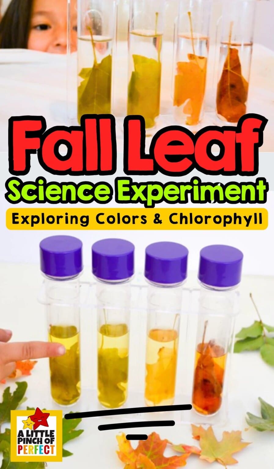 Easy Fall Leaf Science Experiment: Exploring Colors & Chlorophyll with ...