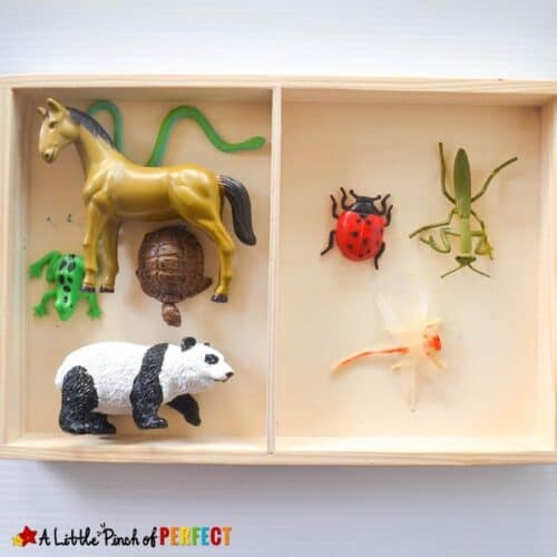 Bug or Not? Simple Sorting Tray for Learning about Insects - A Little ...