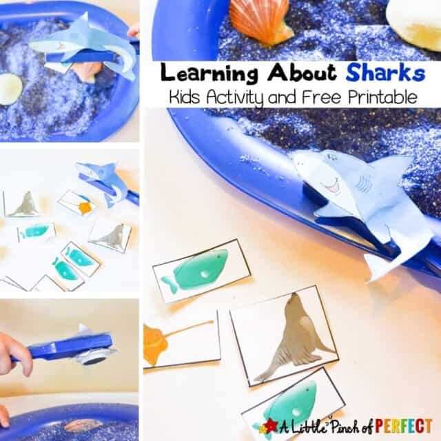 Learning about Shark Senses Activity and Free Printable - A Little ...