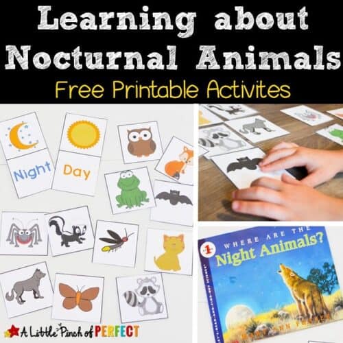 Learning about Nocturnal Animals Free Printable Activities - A Little ...