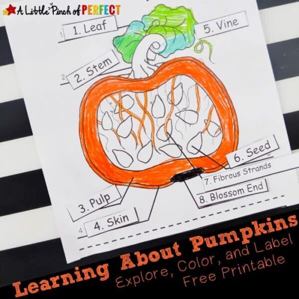 Learning about Pumpkins: Explore, Color, and Label Free Printable - A ...