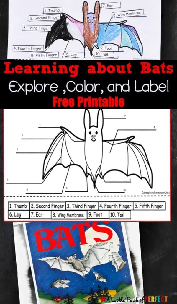 Learning about Bats: Explore, Color, and Label Free Printable - A ...