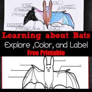 Learning about Bats: Explore, Color, and Label Free Printable - A ...