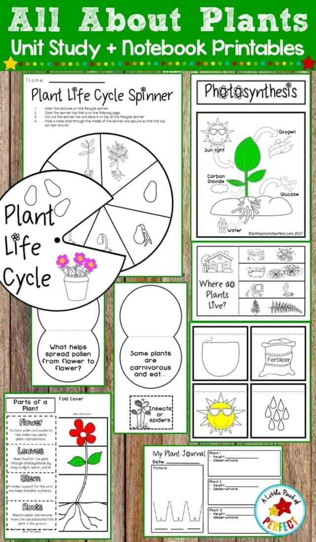 All About Plants Unit Study & Lapbook Printables - A Little Pinch of ...