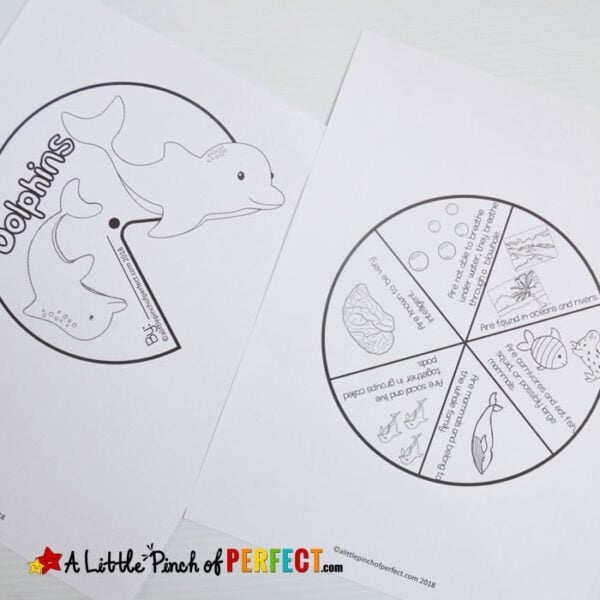 Learning About Dolphins: Activities for Kids and Free Printable - A ...