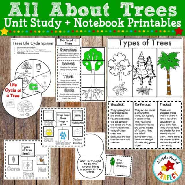 All About Trees: Activities, Craft, Tree Life Cycle, and Science ...