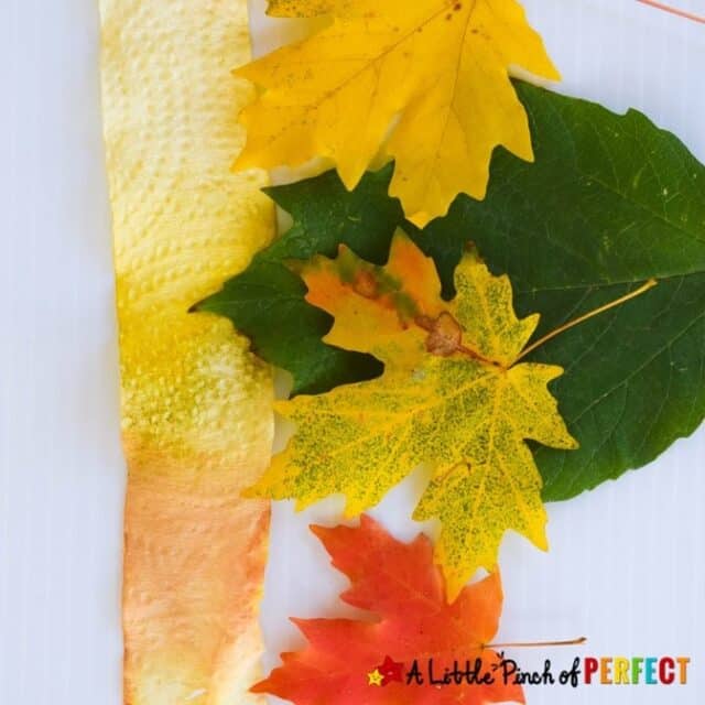 Leaf Chromatography Science Experiment for Kids - A Little Pinch of Perfect